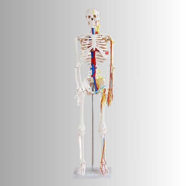 Skeleton Model 85cmwith Blood Vessels